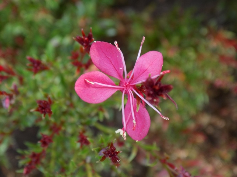 Gaura 'Red' Passionate Blush > Szkółka krzewów Fałdowie
